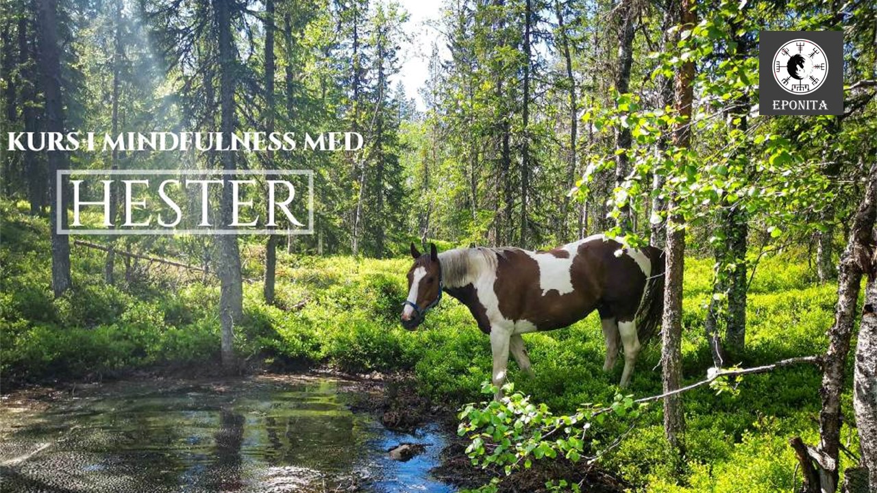 Nettkurs i Mindfulness med hester – Eponita